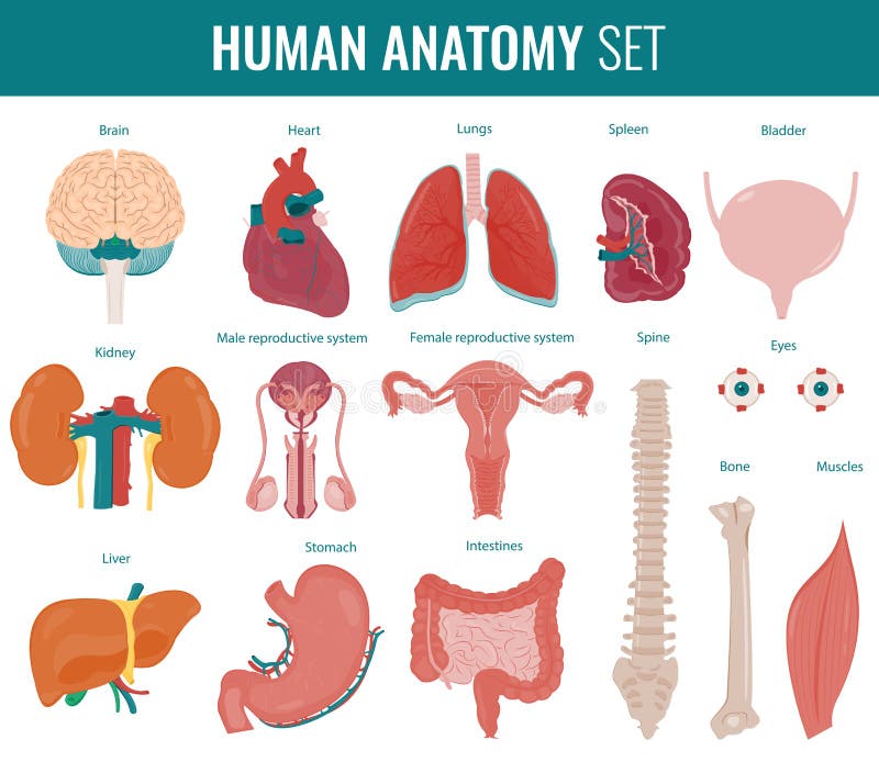 Human Internal Organs. Anatomy Set. Vector Stock Vector - Illustration ...