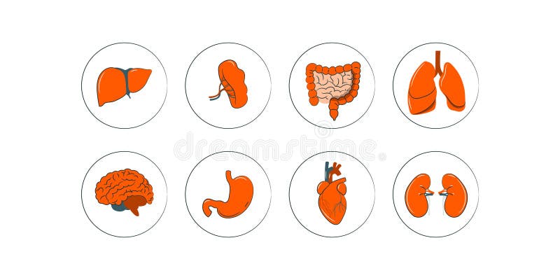 Human Internal Organs. Internal Organs of Human Body Vector Stock ...