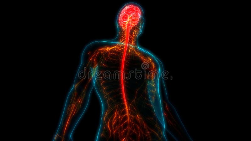 Human Internal Organs Central Nervous System Brain Anatomy Stock ...