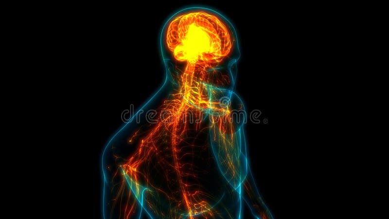 Human Internal Organs Central Nervous System Brain Anatomy Stock ...