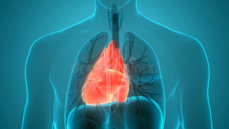 Human Circulatory System Heart Anatomy Animation Concept Stock Footage ...