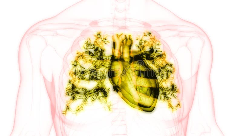 Human Internal Organs Circulatory System Heart Anatomy Stock ...