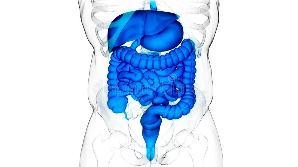 Human Internal Organs Complete Digestive System Anatomy Stock de ...
