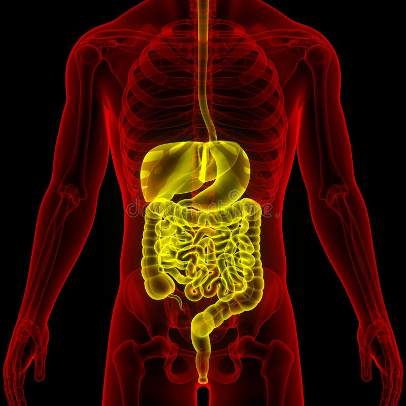 Human Internal Organs Complete Digestive System Anatomy Stock ...