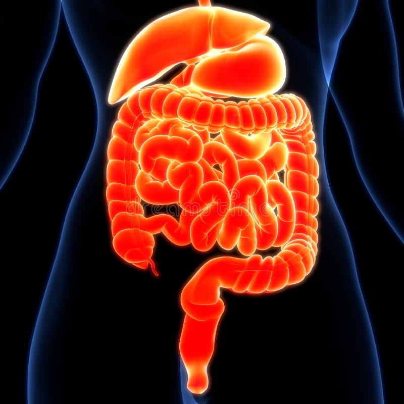 Human Internal Organs Complete Digestive System Anatomy Stock ...