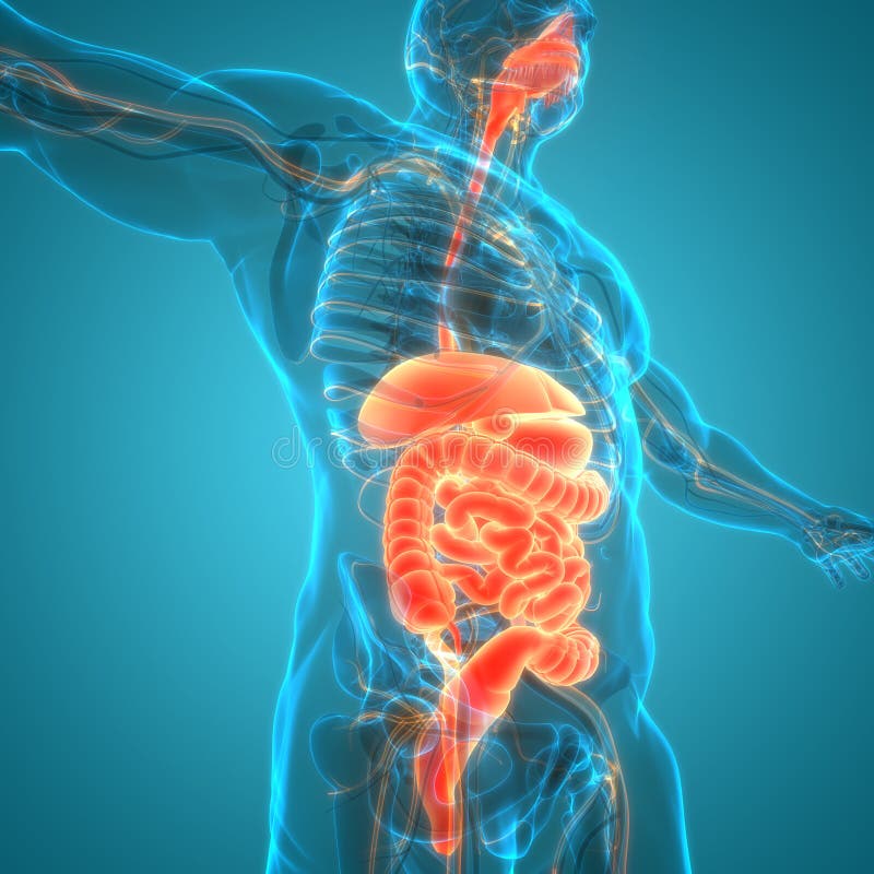 Human Internal Organs Digestive System Anatomy Stock Illustration ...