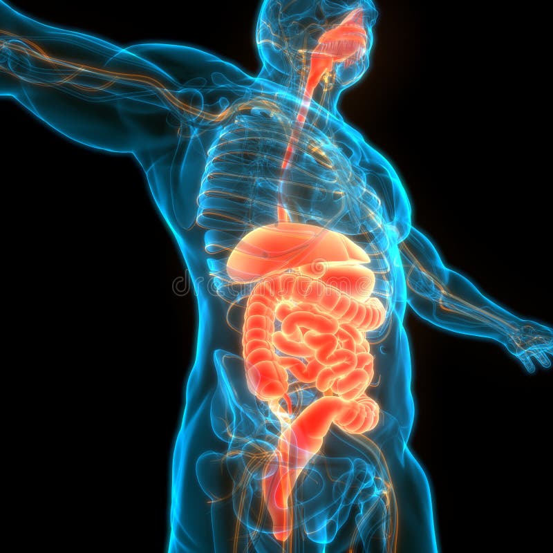 Human Internal Organs Digestive System Anatomy Stock Illustration ...