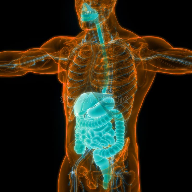 Human Internal Organs Digestive System Anatomy Stock Illustration ...