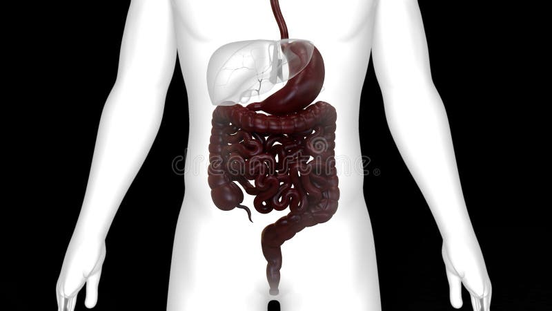 Human Internal Organs Digestive System Anatomy Stock Illustration ...