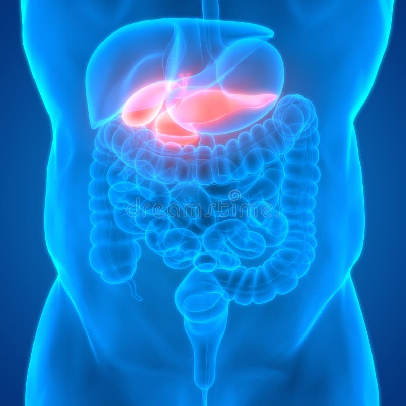 Human Internal Organs Digestive System Gallbladder with Pancreas ...