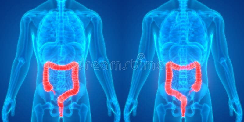 Human Internal Organs Digestive System Large Intestine Anatomy Stock ...