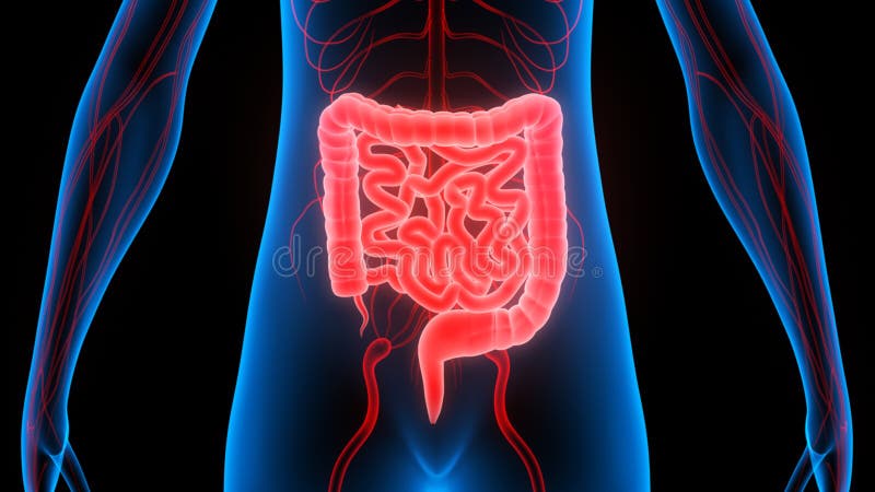 Human Internal Organs Digestive System Large and Small Intestine ...