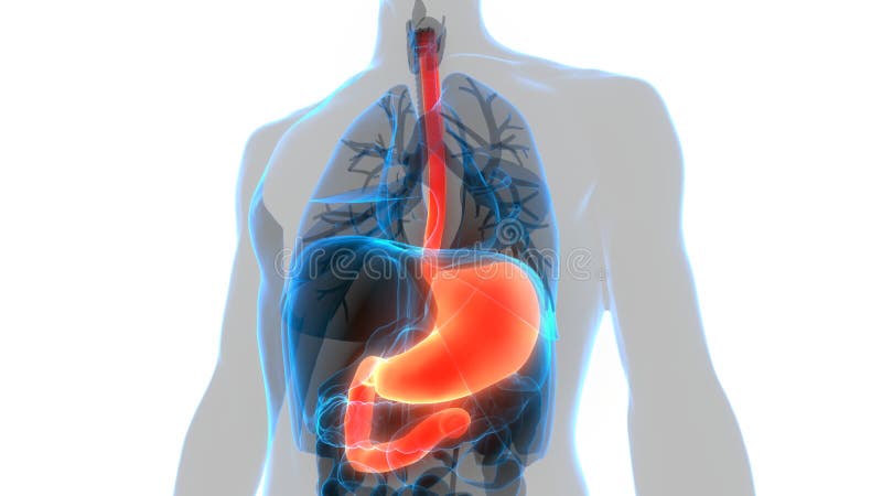 Human Internal Organs Digestive System Stomach Anatomy Stock ...