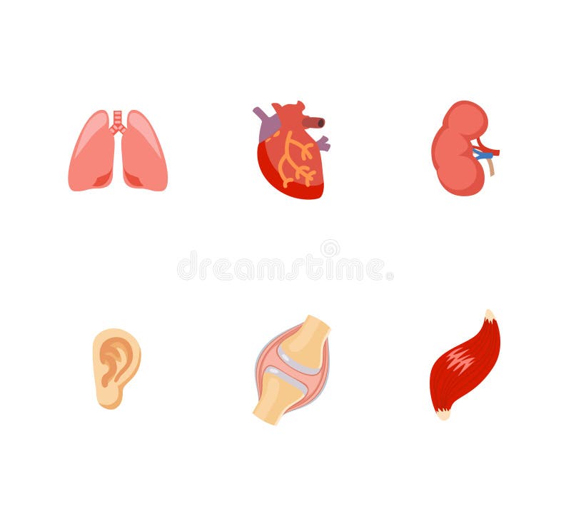 Human Organs Flat Icons Stock Vector Illustration Of Lung 40271096
