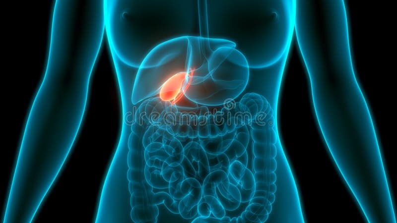 Human Internal Organs Gallbladder Anatomy Stock Illustration ...