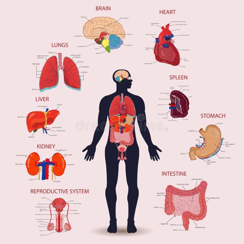 Human Internal Organs Icons Set Human Anatomy Concept Stock Vector