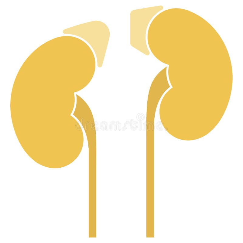 Human Internal Organs: Kidneys and Ureters. Vector Image Stock Vector ... Human Internal Organs: Kidneys and Ureters. Vector Image Stock Vector ...