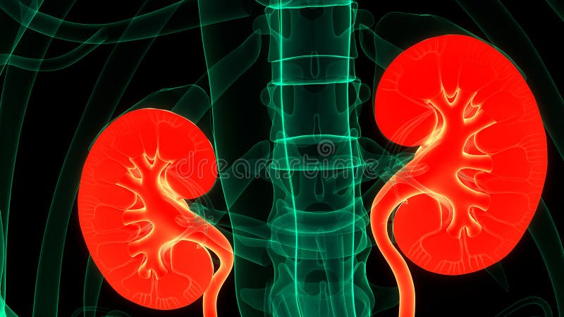 Human Internal Organs Kidneys with Bladder Anatomy Stock Illustration ...