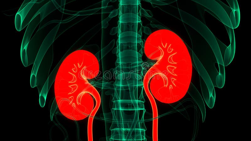 Human Internal Organs Kidneys with Bladder Anatomy Stock Illustration ...
