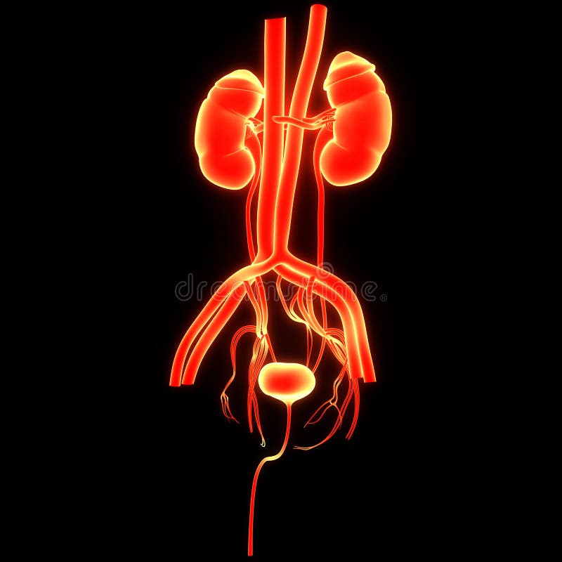 Human Internal Organs Kidneys with Bladder Anatomy Stock Illustration ...