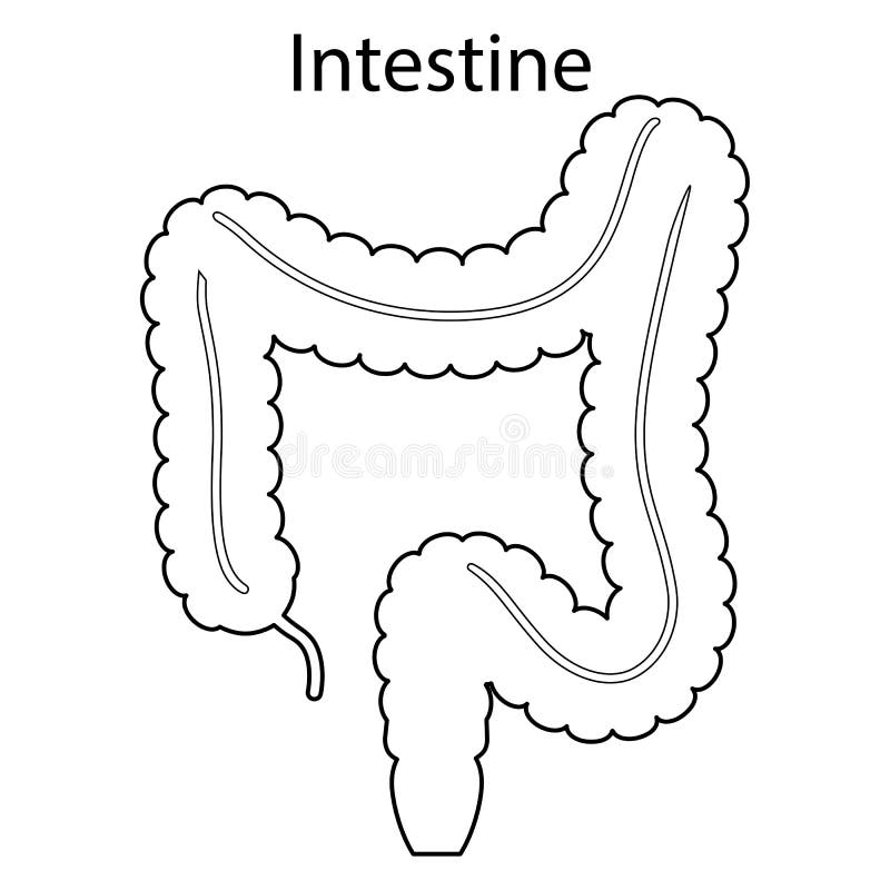 Human Internal Organs: Large Intestine and Appendix. Line Illustration ...