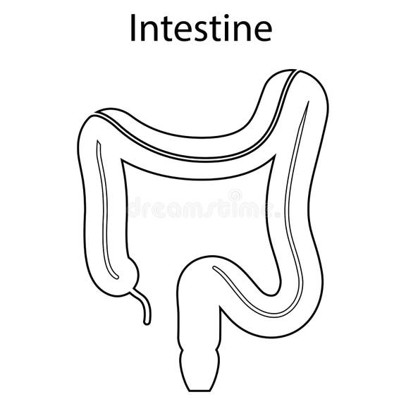 Human Internal Organs: Large Intestine and Appendix. Line Illustration ...