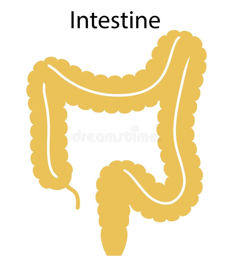 Human Internal Organs: Large Intestine and Appendix. Vector ...