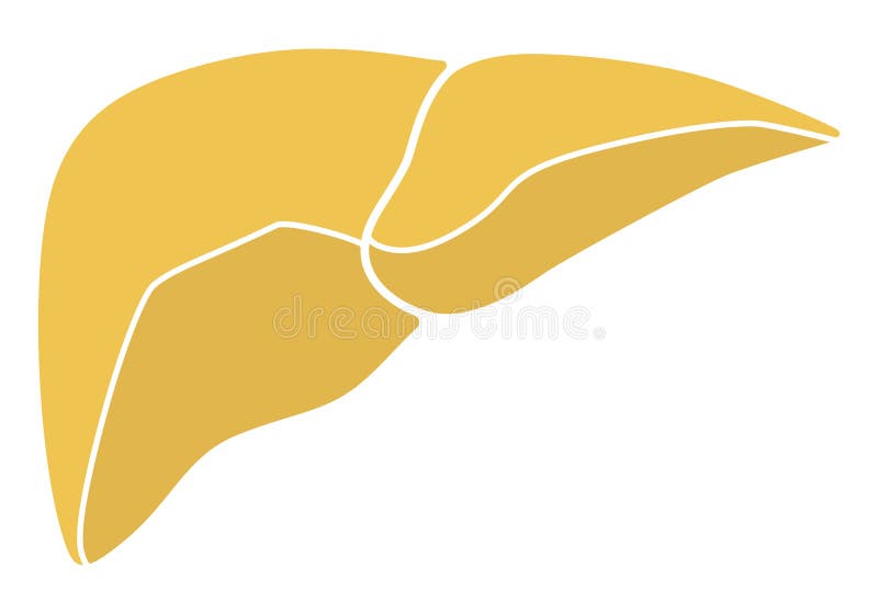 Human Internal Organs: Liver. Flat Design Stock Illustration ...