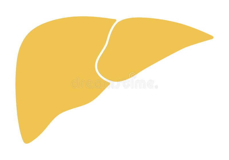 Human Internal Organs: Liver. Flat Design Stock Illustration ...