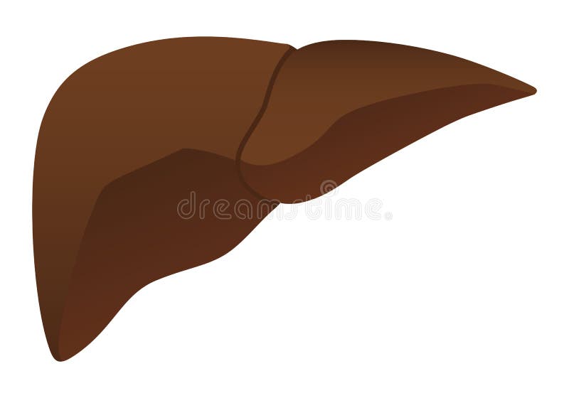 Human Internal Organs: Liver. Flat Design Stock Illustration ...