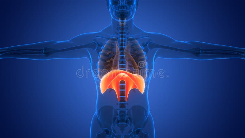 Human Internal Organs Respiratory System Diaphragm Anatomy Stock ...
