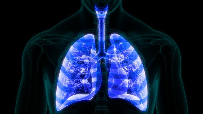 Human Internal Organs Respiratory System Lungs Anatomy Иллюстрация ...