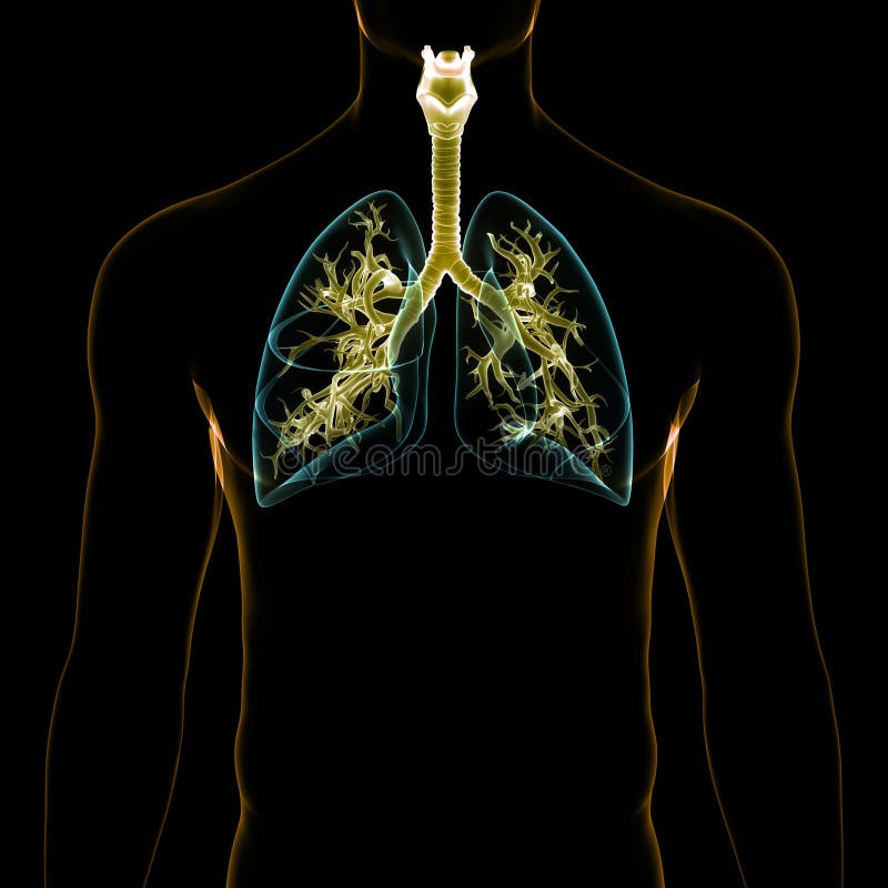 Human Internal Organs Respiratory System Lungs Anatomy Stock de ...