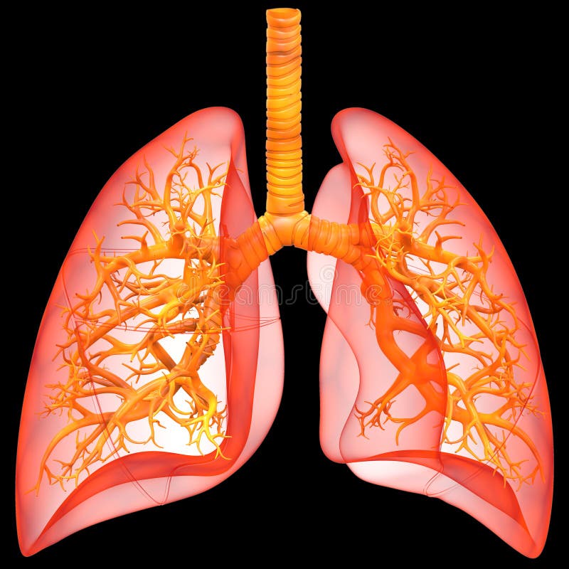 Human Internal Organs Respiratory System Lungs Anatomy Stock ...