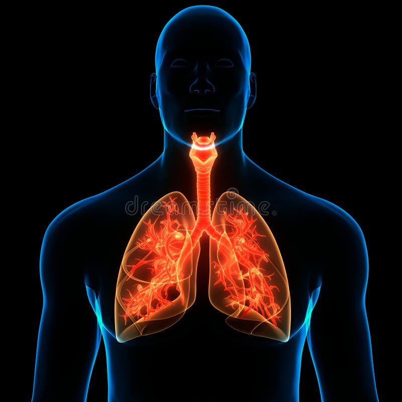 Human Internal Organs Respiratory System Lungs Anatomy Stock ...