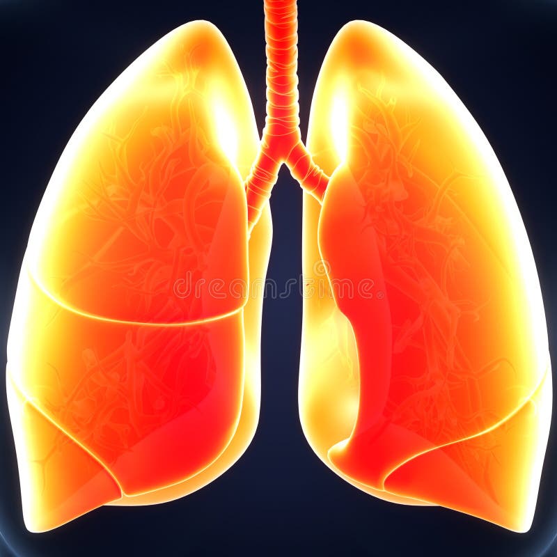 Human Internal Organs Respiratory System Lungs Anatomy Stock ...
