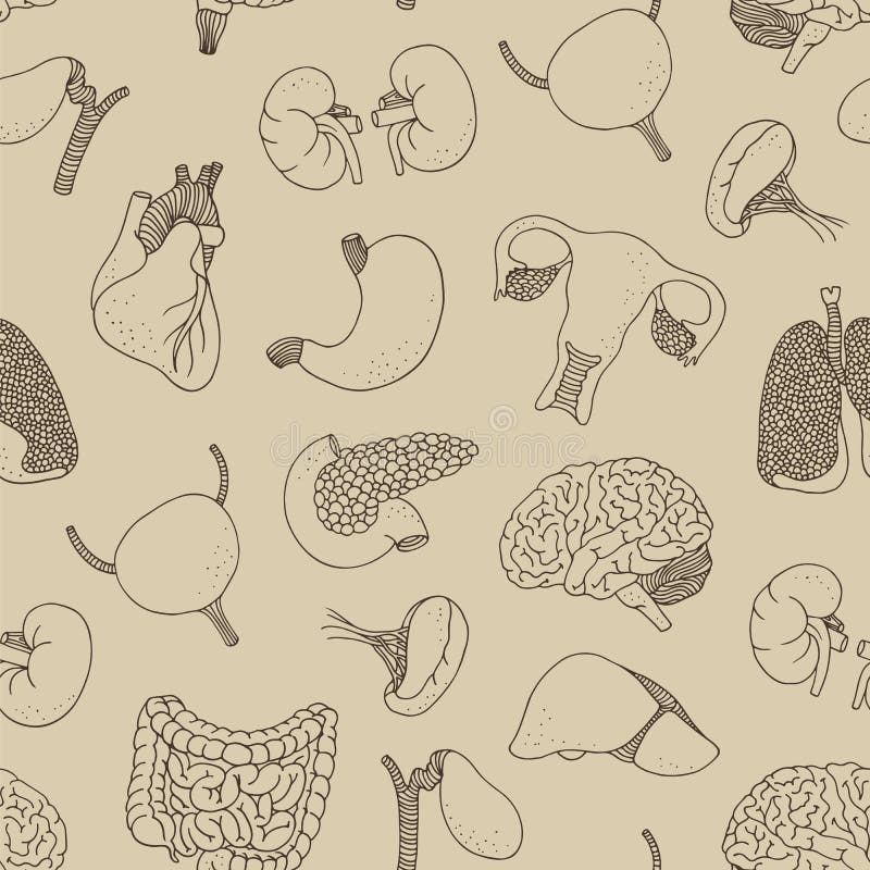 Human Internal Organs Seamless Pattern Stock Vector - Illustration of ...