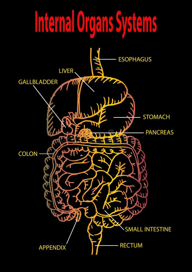 Human Internal Organs. Vector Flat Anatomy Symbols Illustration ...