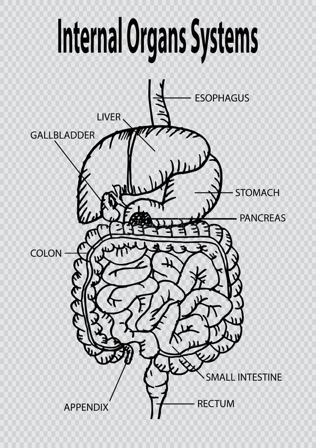 Human Internal Organs. Vector Flat Anatomy Symbols Illustration ...