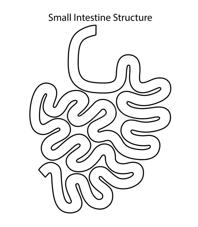 Human Internal Organs: Small Intestine Structure. Line Art Llustration ... Human Internal Organs: Small Intestine Structure. Line Art Llustration ...