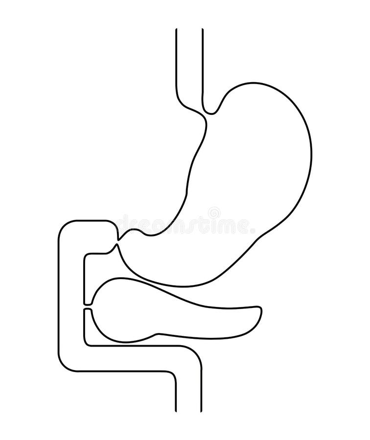 Human Internal Organs: Stomach and Pancreas. Line Art Design Stock ...