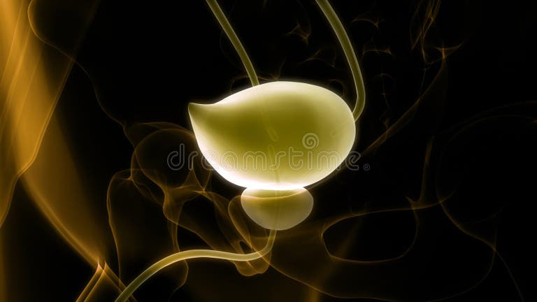 Human Internal Organs Urinary System Bladder Anatomy 库存例证 - 插画 包括有 概念 ...