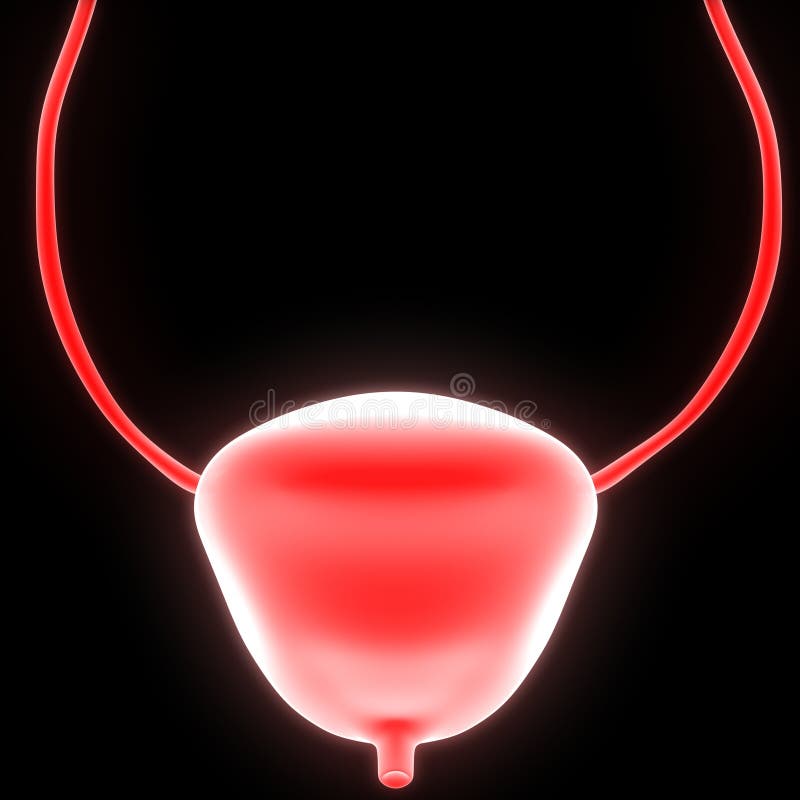 Human Internal Organs Urinary System Bladder Anatomy X-ray 3D Rendering ...