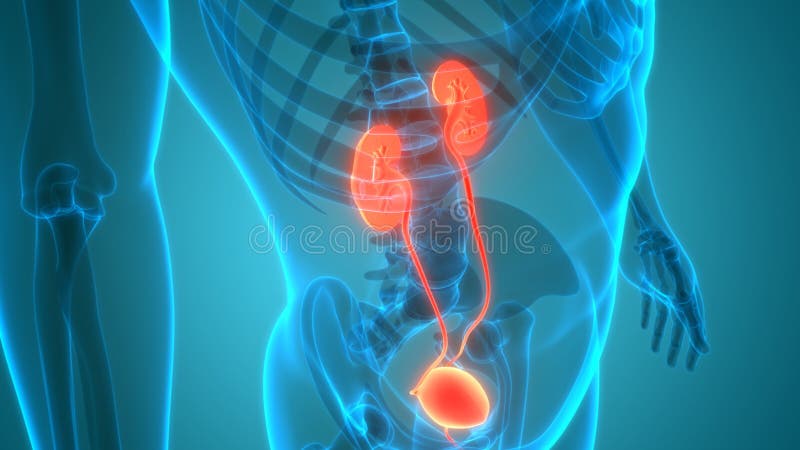 Human Internal Organs Urinary System Kidneys with Bladder Anatomy Stock ...