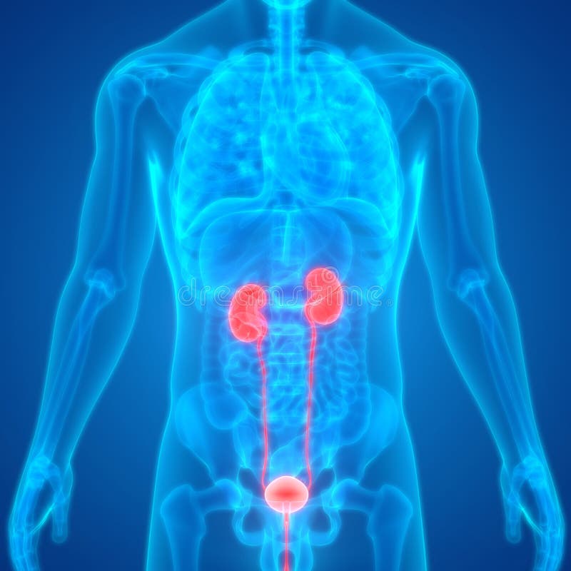 Human Internal Organs Urinary System Kidneys with Bladder Anatomy Stock ...