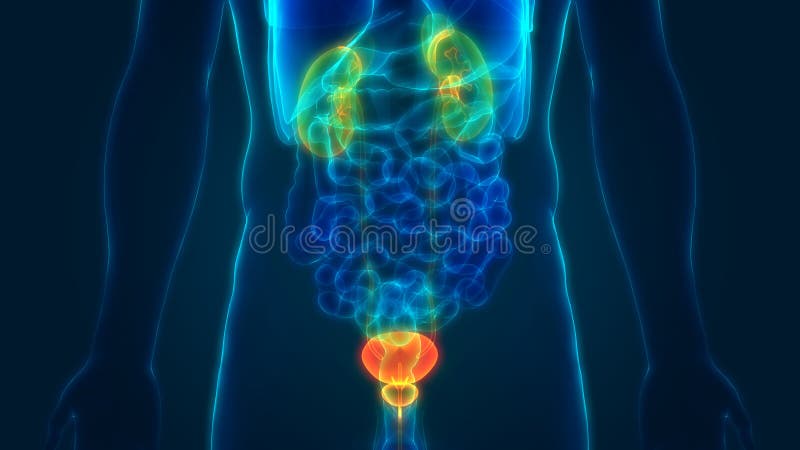 Human Internal Organs Urinary System Kidneys with Bladder Anatomy Stock ...