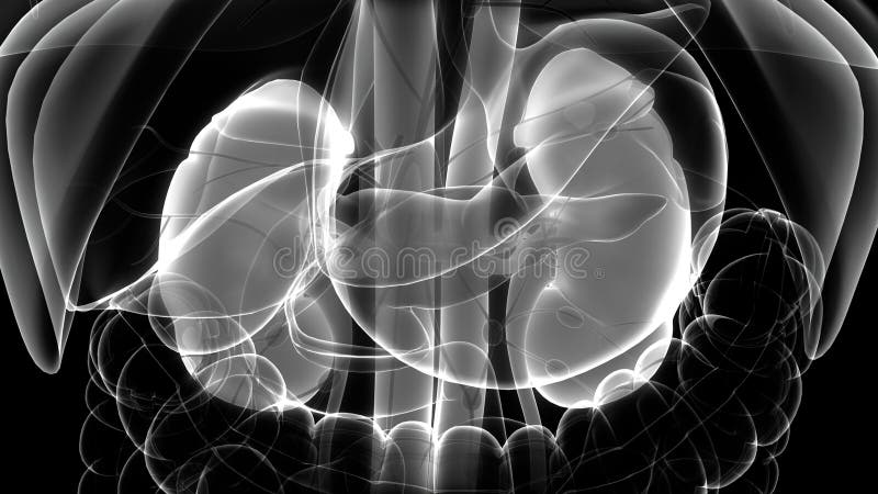 Human Internal Organs Urinary System Kidneys with Bladder Anatomy Stock ...