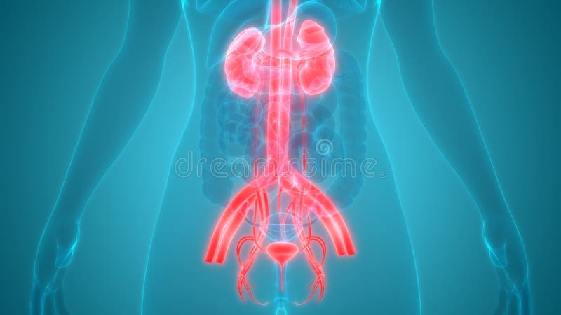 Human Internal Organs Urinary System Kidneys with Bladder Anatomy Stock ...