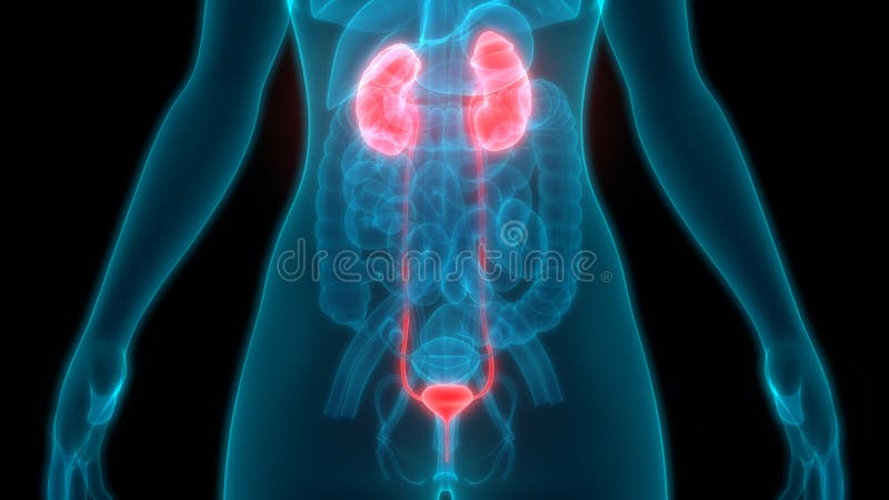 Human Internal Organs Urinary System Kidneys with Bladder Anatomy Stock ...