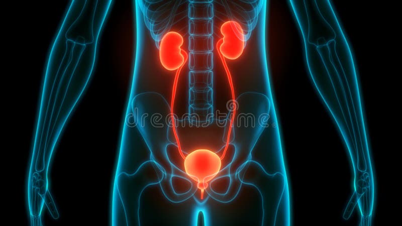 Human Internal Organs Urinary System Kidneys with Bladder Anatomy Stock ...